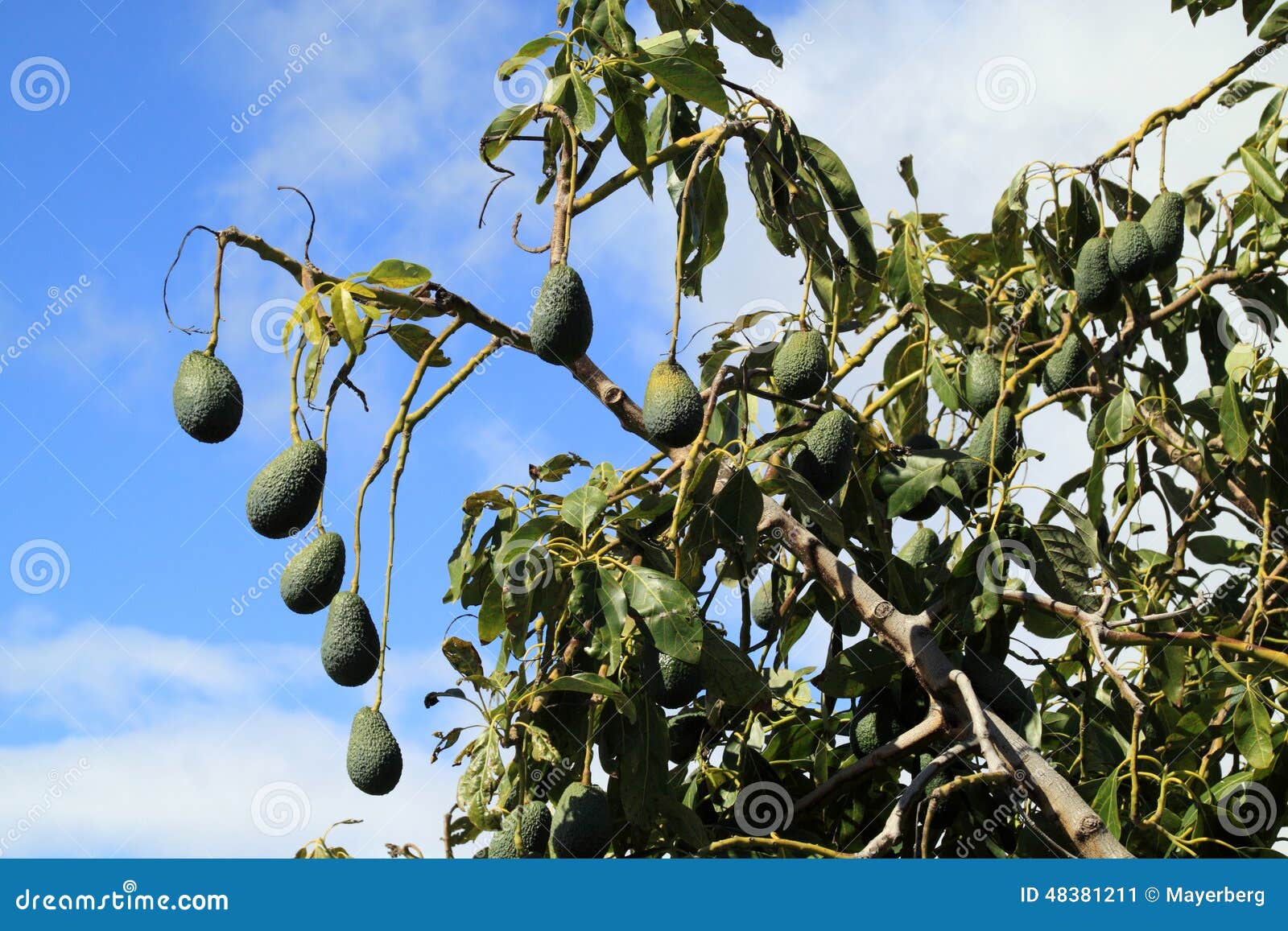De Avocadoboom, Americana Persea Stock Afbeelding - Image of sluit ...