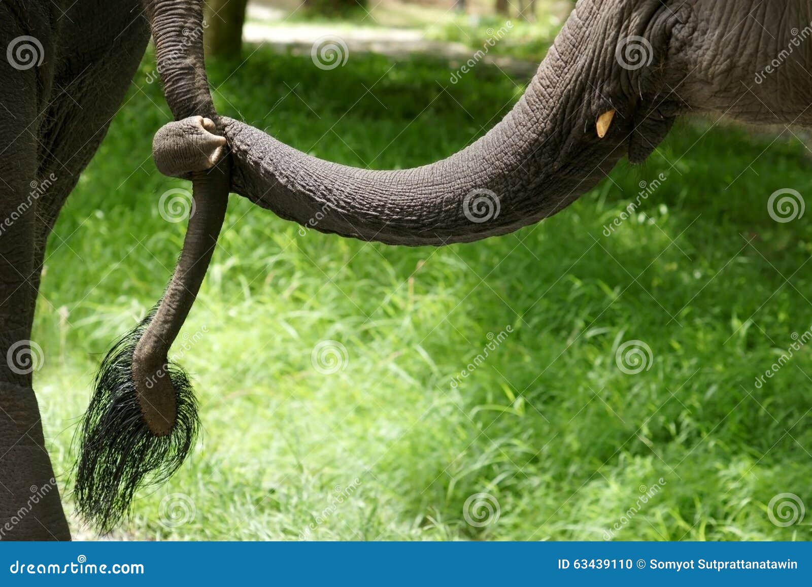 De Baby En De Moeder Van De Olifant Stock Foto - Image of nave, familie ...