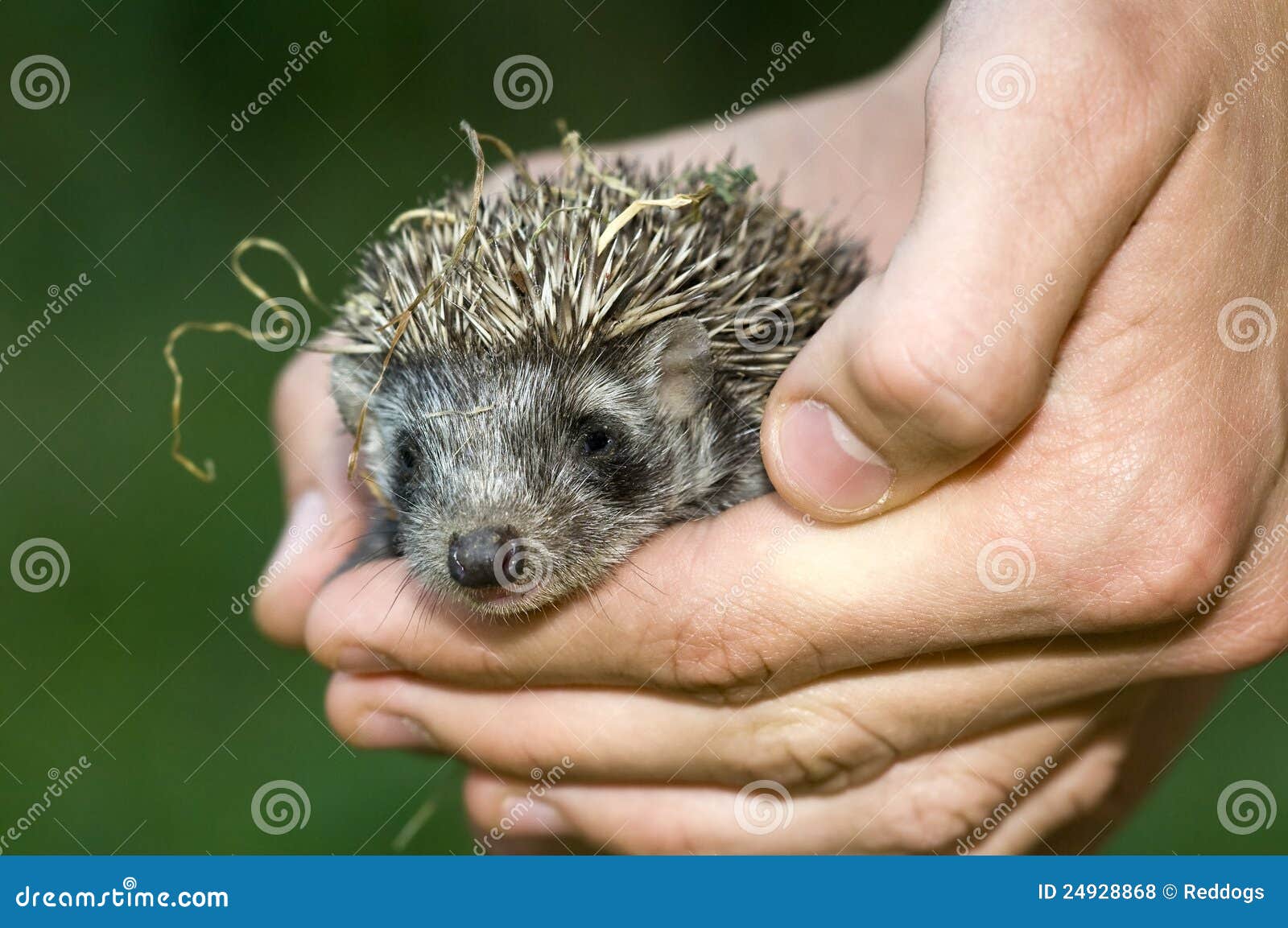 De baby van de egel stock foto. Image of leuk, vinger - 24928868