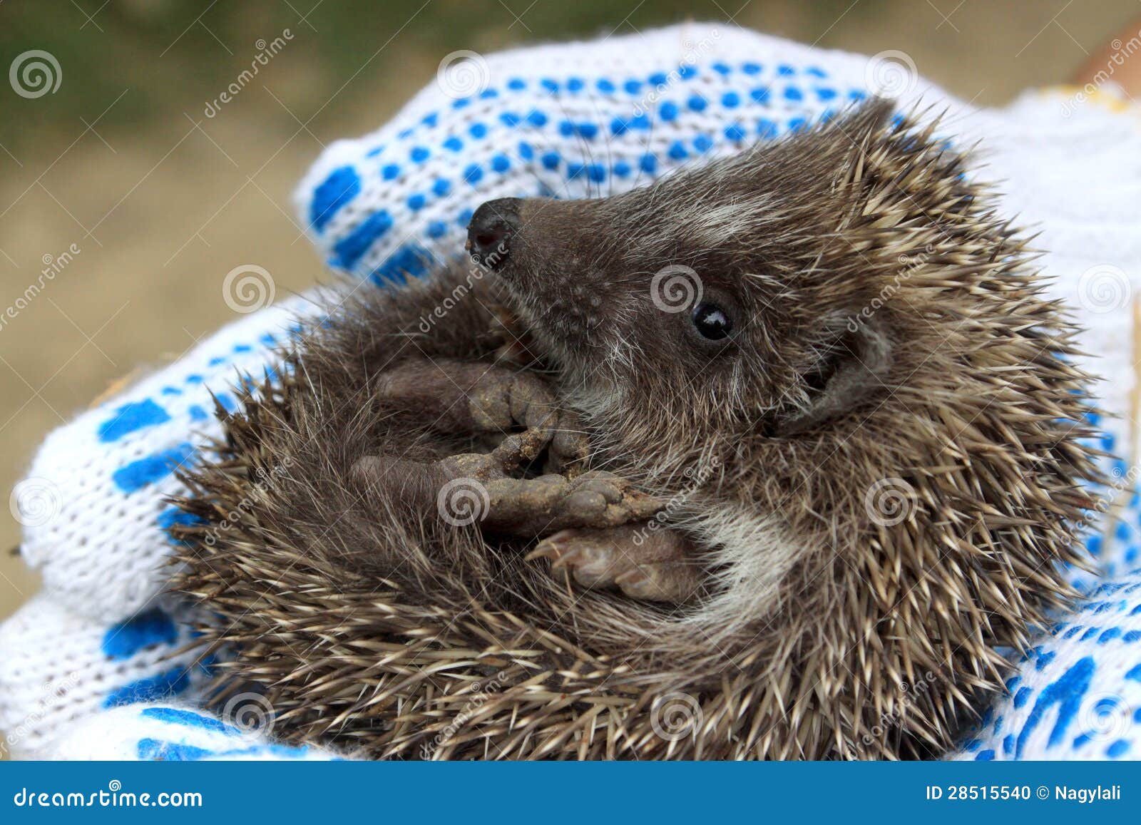 De baby van de egel stock foto. Image of snuit, zoet - 28515540