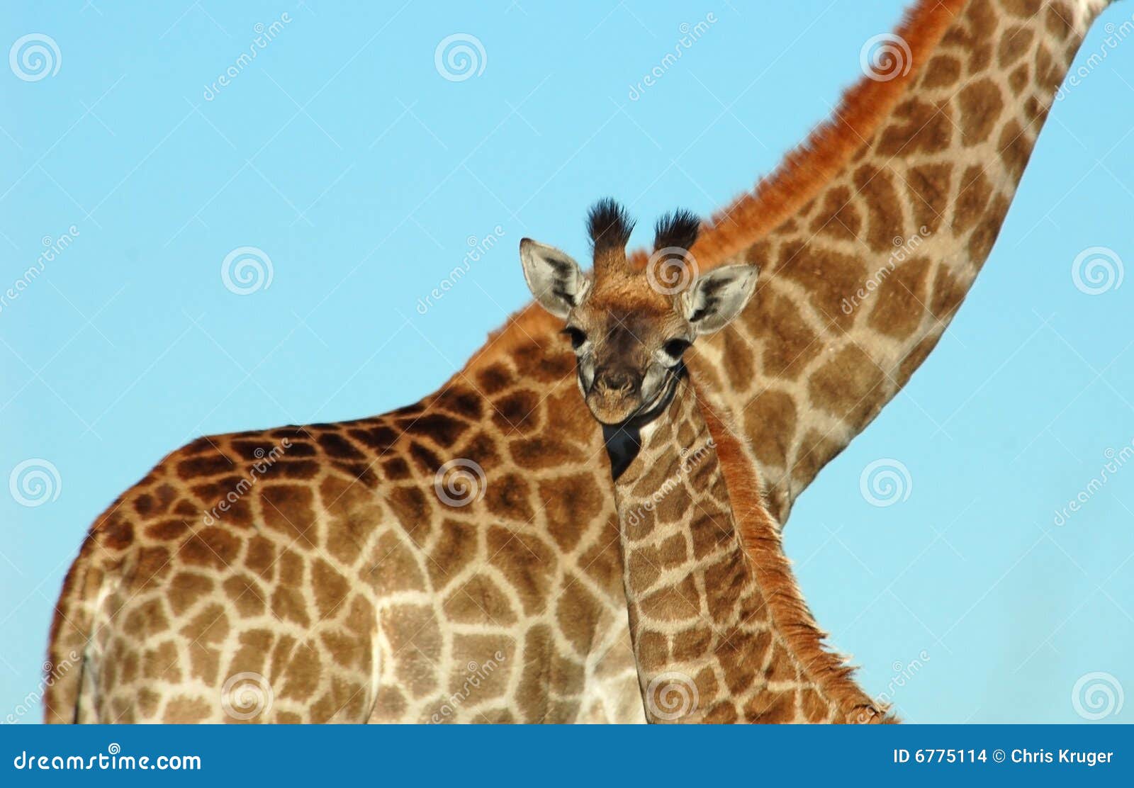 De Baby Van De Giraf in Afrika Stock Foto - Image of afrika, savanne ...