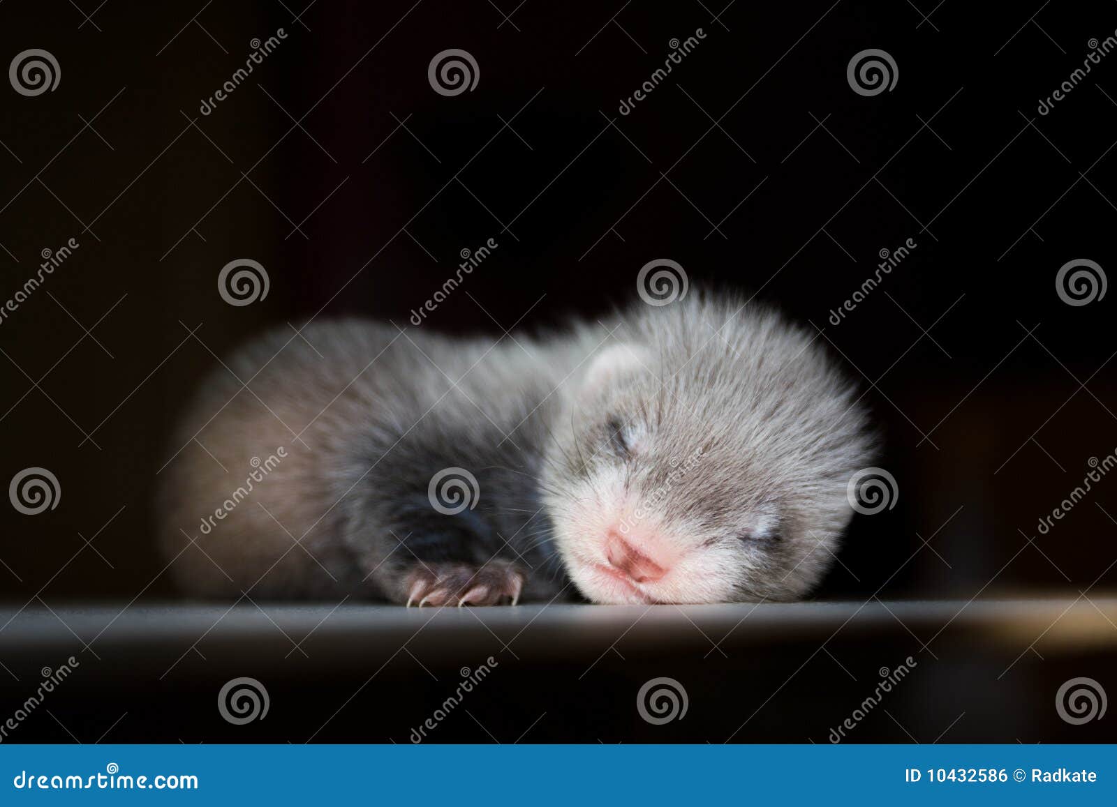 De baby van het fret stock foto. Image of dier, eenzaam - 10432586