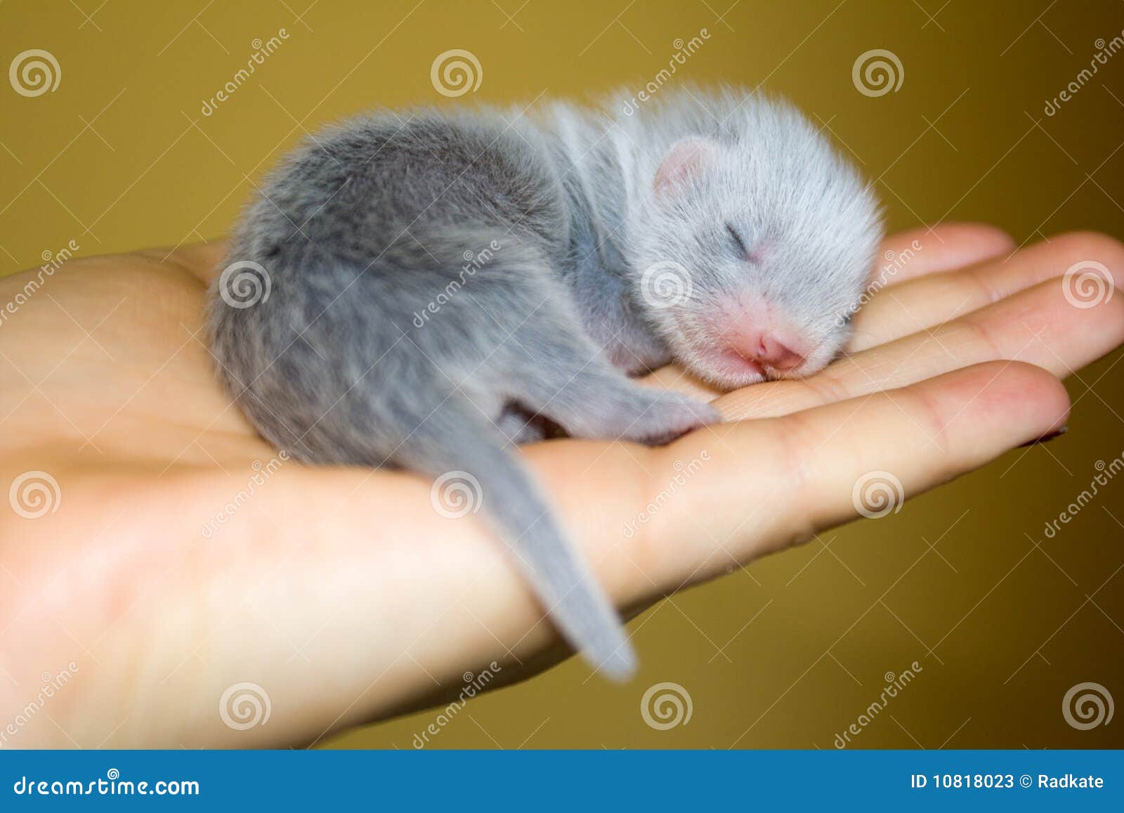 De baby van het fret stock afbeelding. Image of baby - 10818023