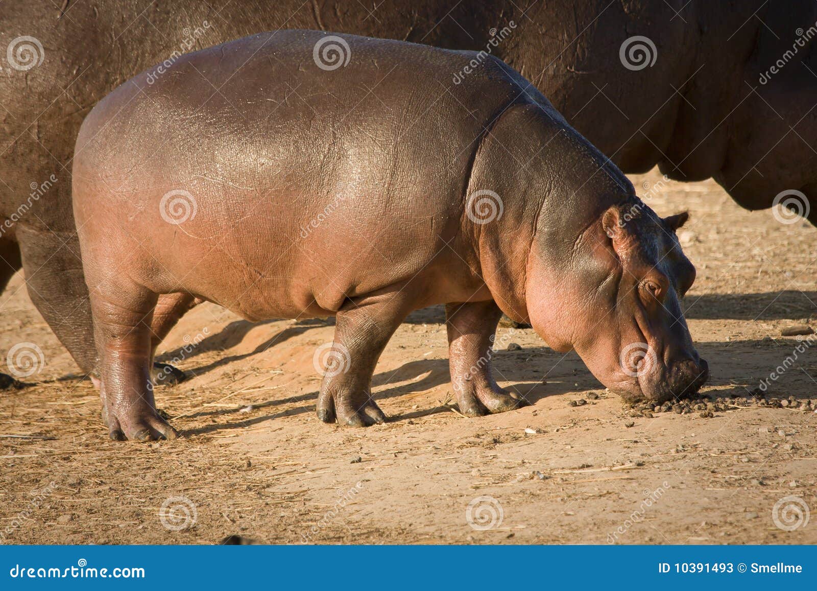 De baby van Hippo stock afbeelding. Image of baby, zoogdier - 10391493