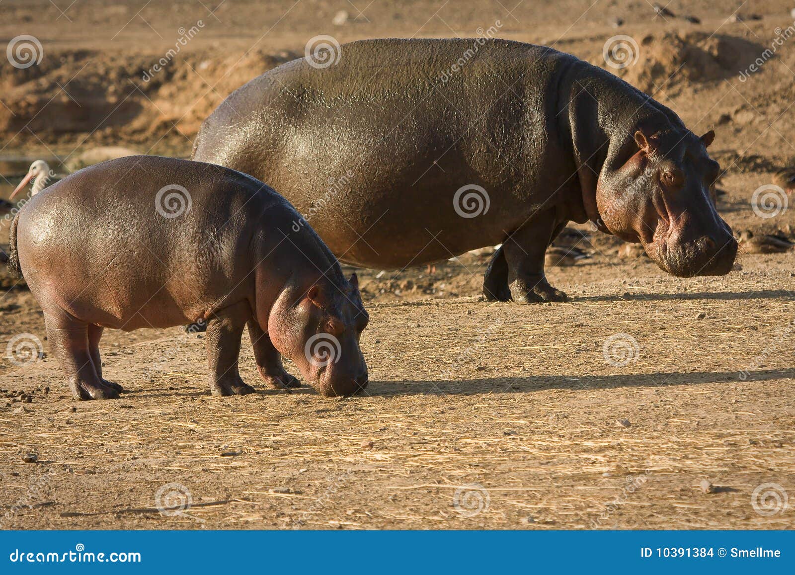 De Baby Van Hippo Met Moeder Stock Foto - Image of uitziend, afrika ...