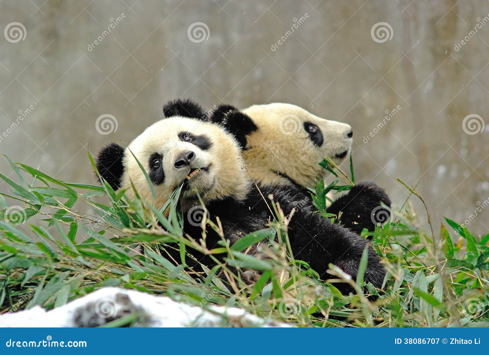 De Babypanda's Eten Bamboe in Bifengxia Stock Afbeelding - Image of ...