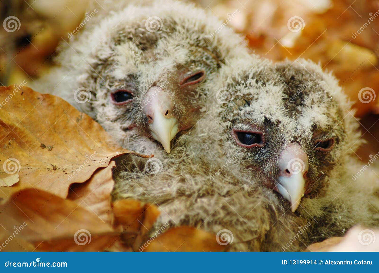 De babys van de uil stock foto. Image of hoofden, nesten - 13199914