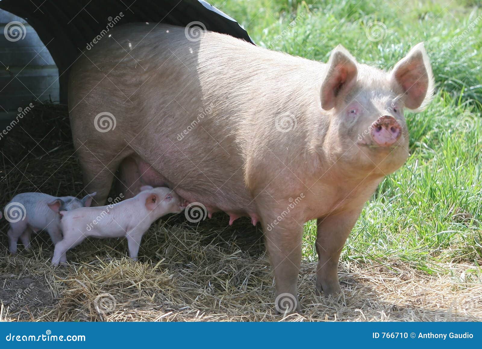 De Babyvarken Van De Verzorging Stock Foto - Image of openlucht, baby ...