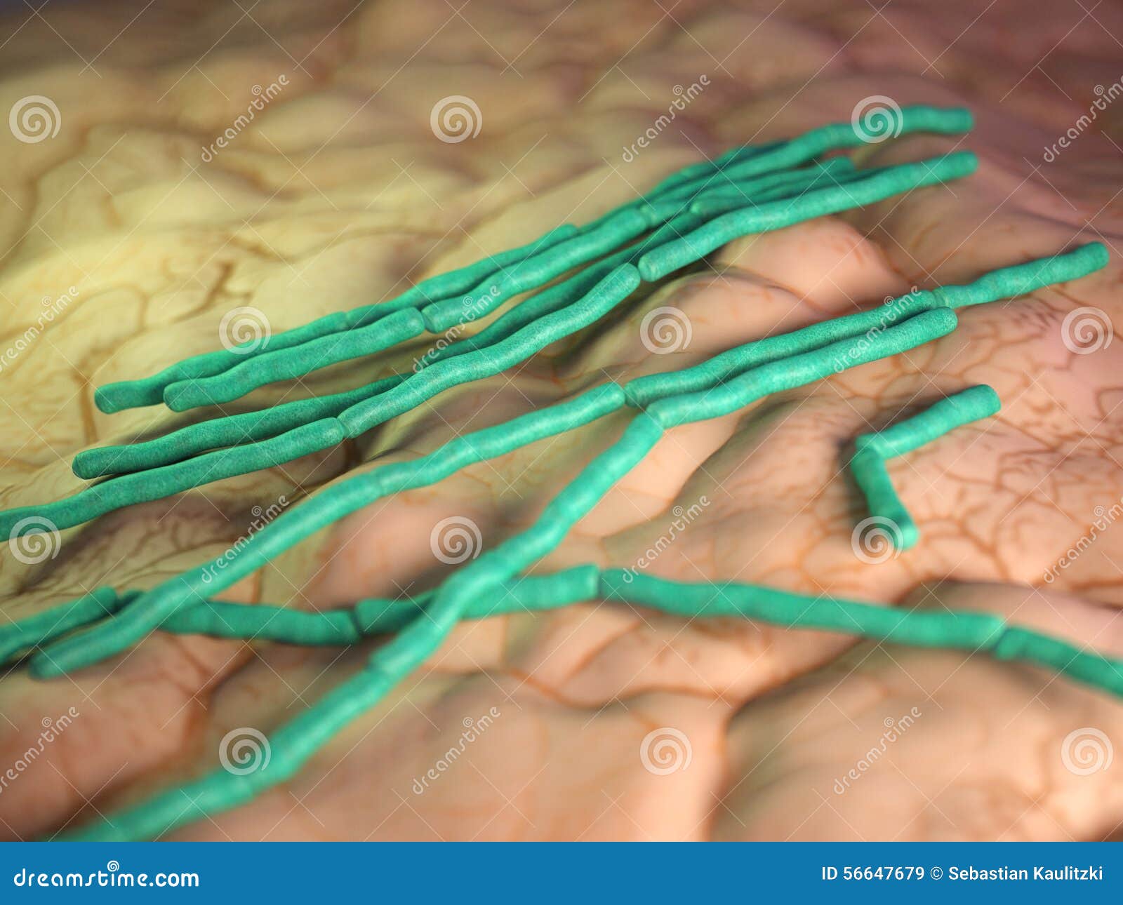 De Bacil Cereus - Sluit Omhoog Stock Illustratie - Illustration of ...