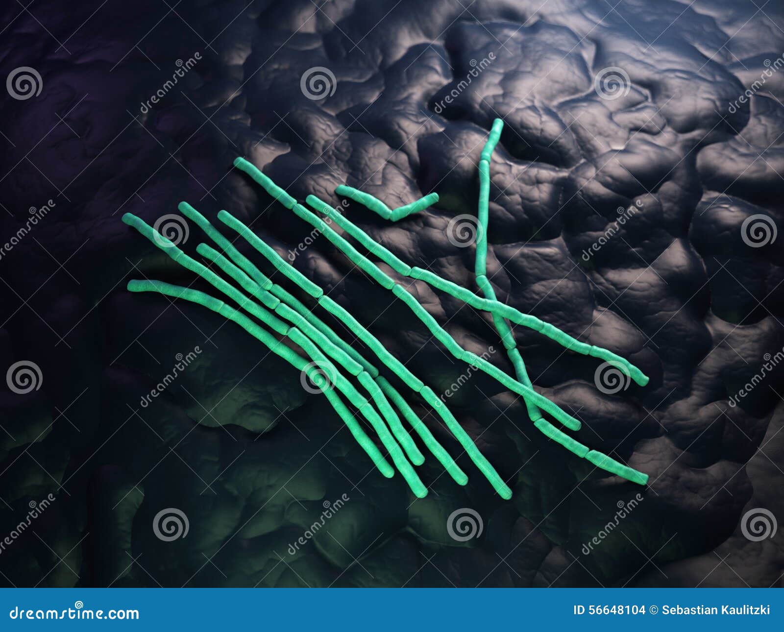 De Bacil Cereus - Sluit Omhoog Stock Illustratie - Illustration of ...