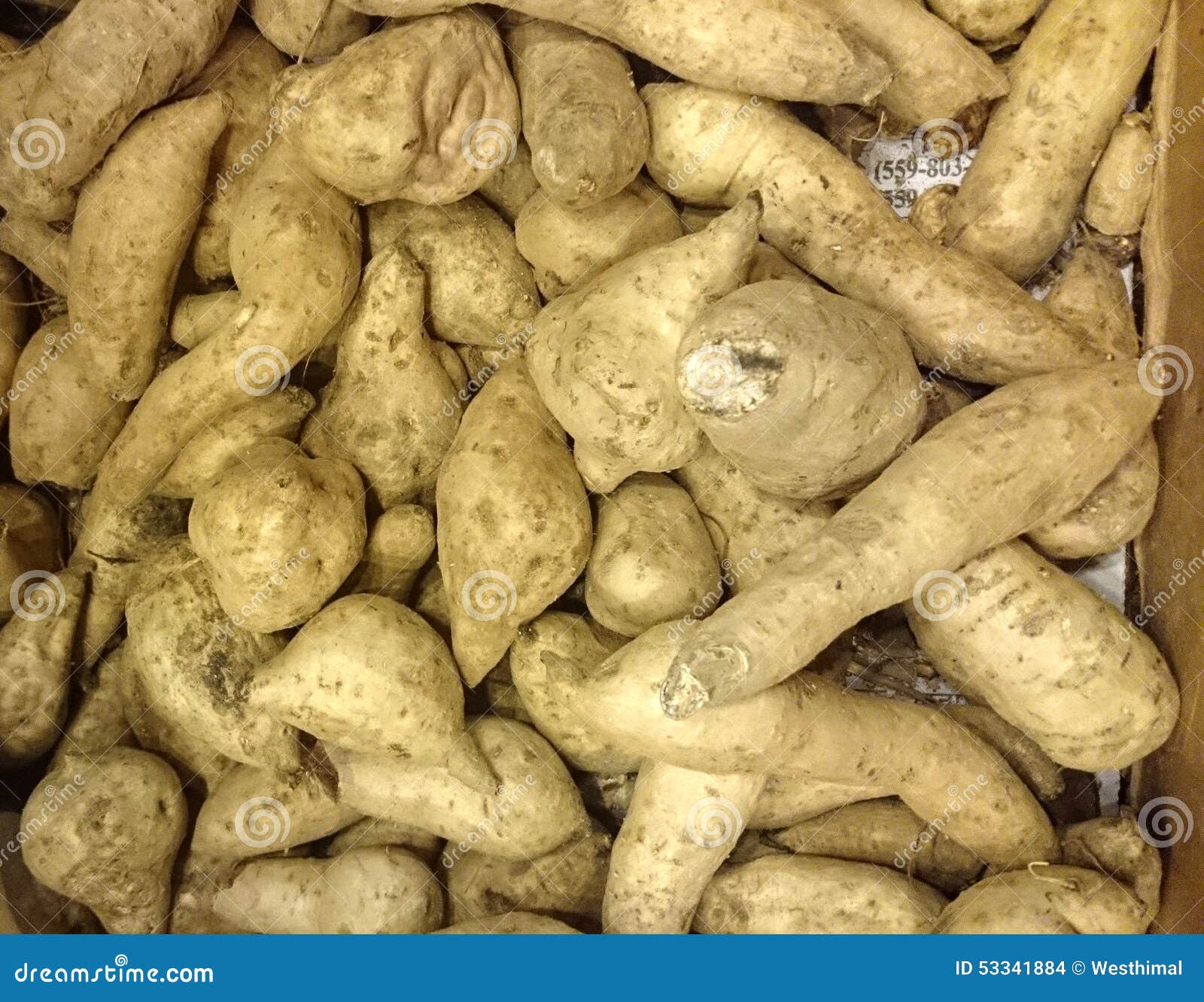 De Bataat Van Okinawa, Ipomoea Batatas Okinawa Stock Foto - Image of ...