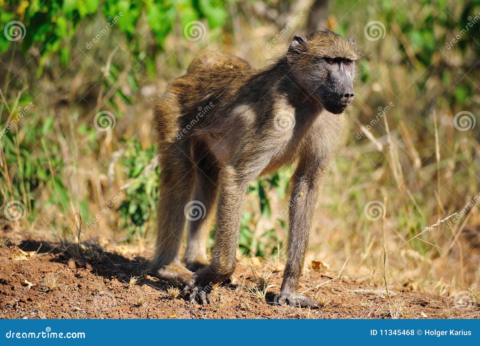 De Baviaan Van Chacma (ursinus Papio) Stock Foto - Image of portret ...