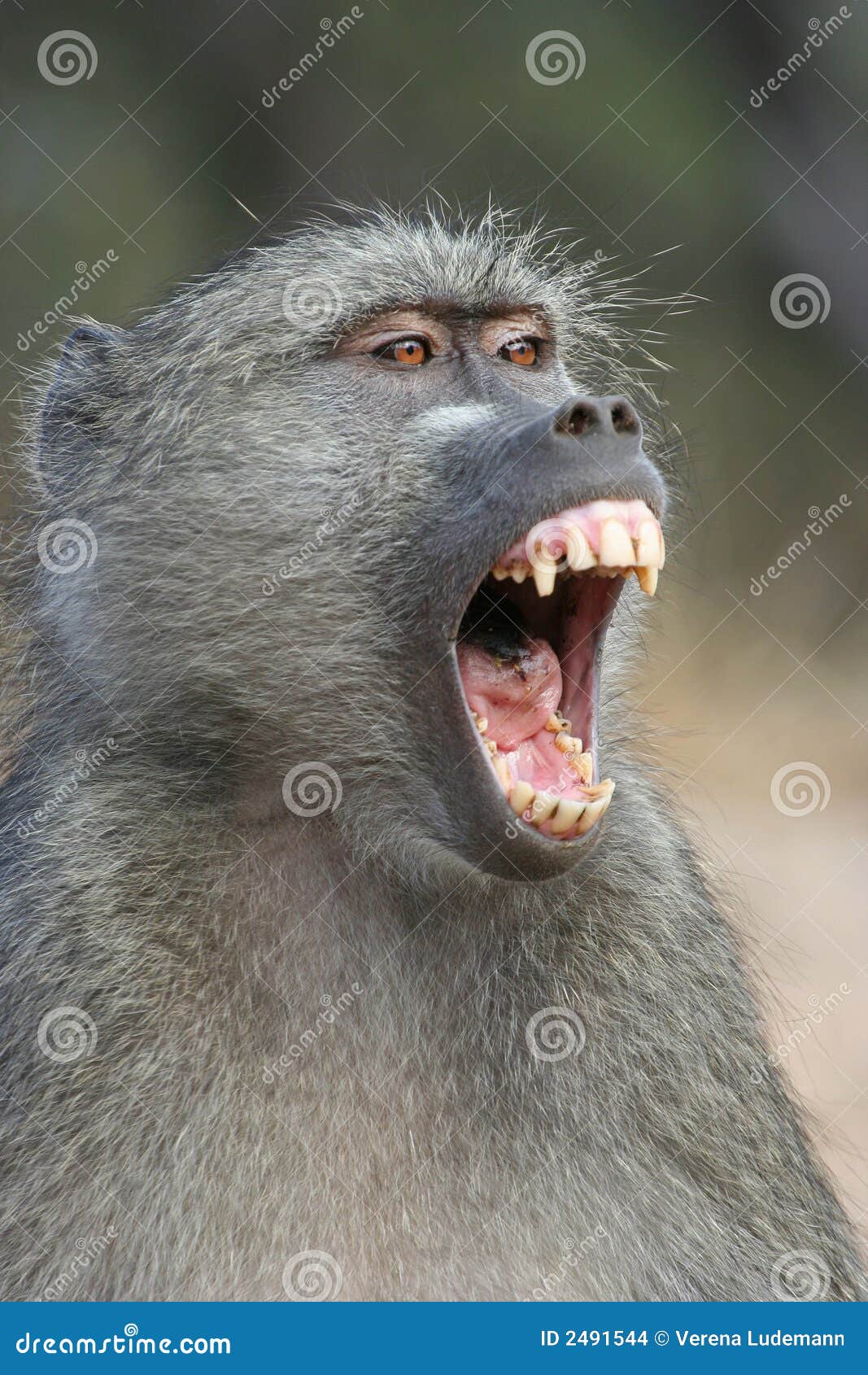 De baviaan van de geeuw stock foto. Image of primaat, tanden - 2491544