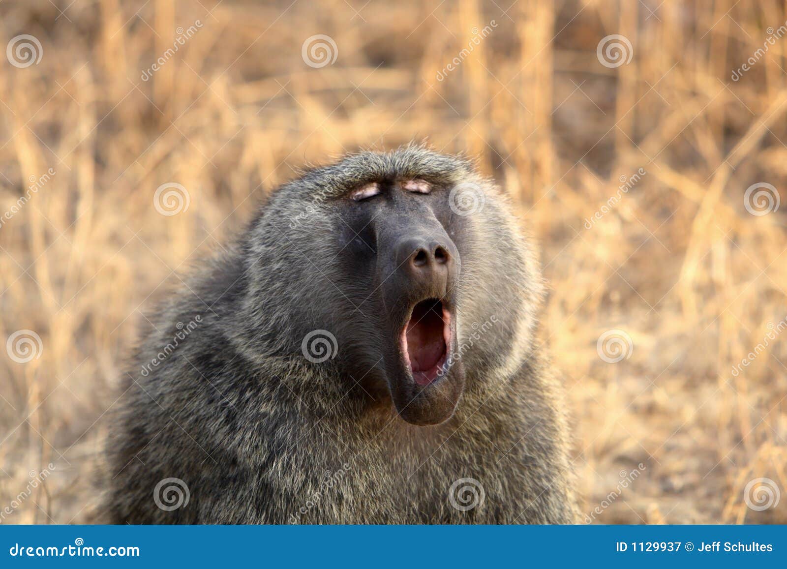 De Baviaan van de savanne stock afbeelding. Image of afrika - 1129937