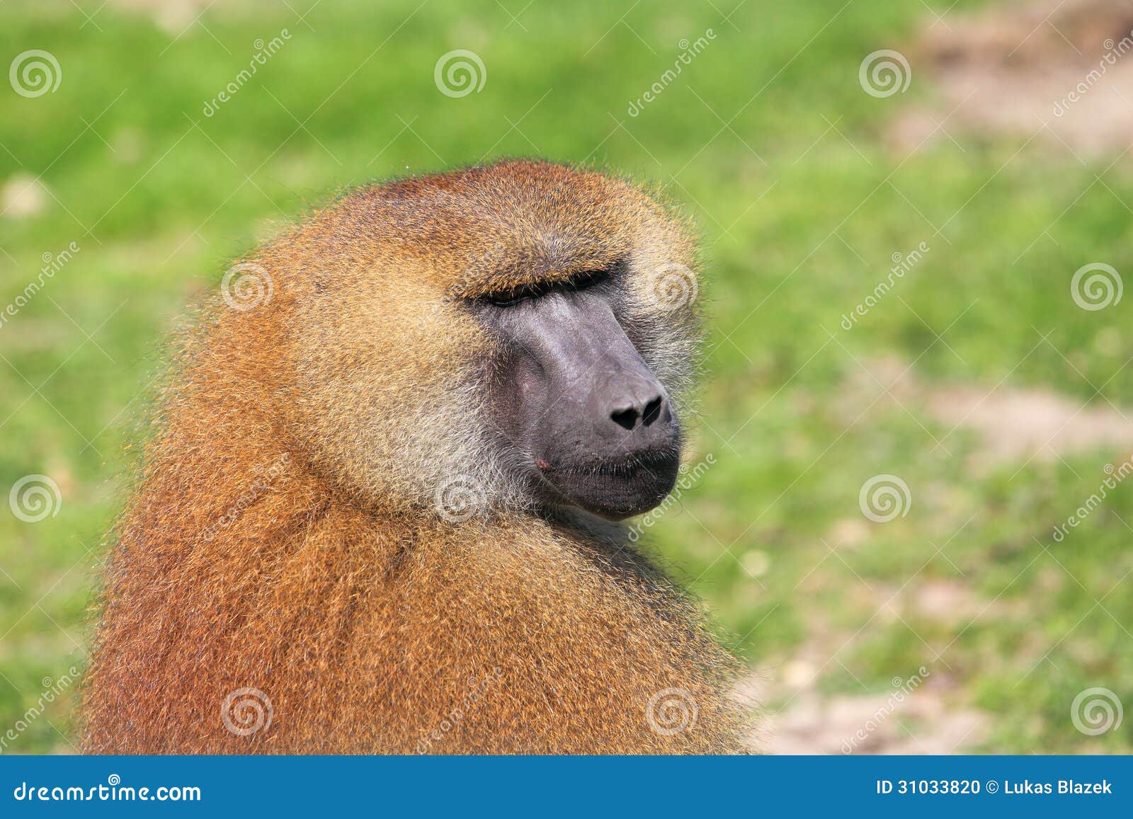 De baviaan van Guinea stock foto. Image of nave, mannetje - 31033820