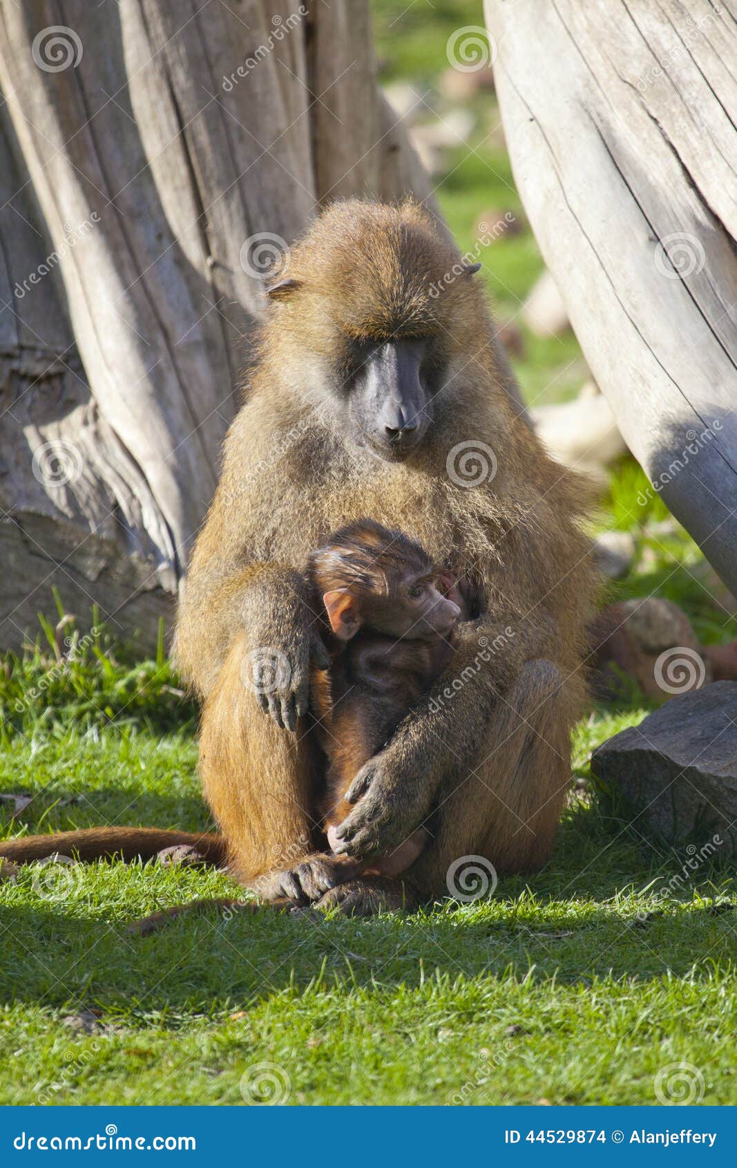 De Baviaan Van Guinea Met Jongelui Stock Foto - Image of primaat ...