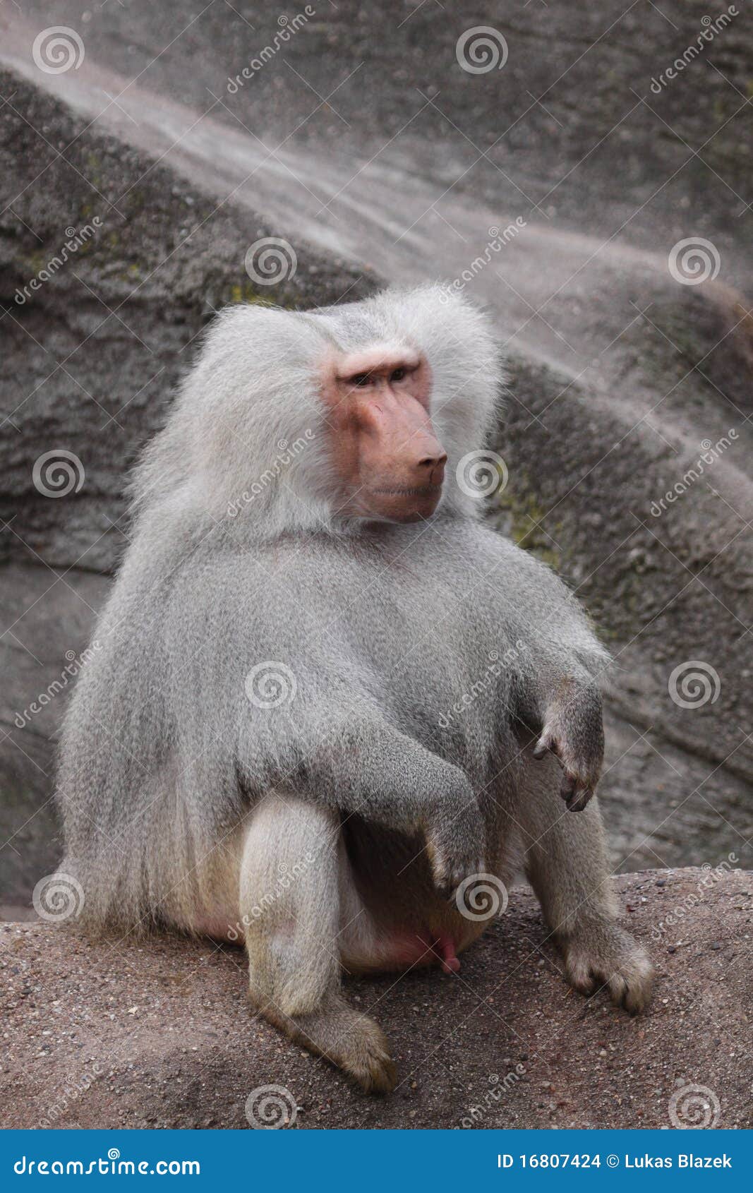 De Baviaan van Hamadryas stock foto. Image of dier, baviaan - 16807424