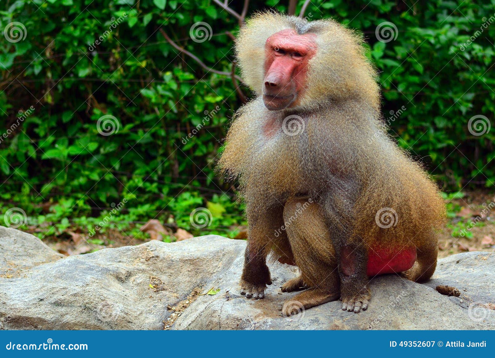 De baviaan van Hamadryas stock afbeelding. Image of nave - 49352607