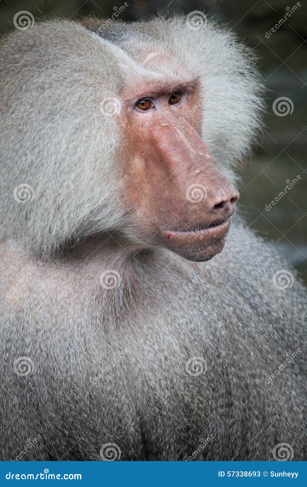 De baviaan van Hamadryas stock afbeelding. Image of sluit - 57338693