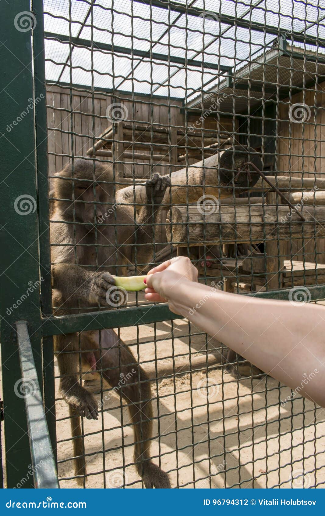 De baviaan zit in een kooi stock foto. Image of voeding - 96794312