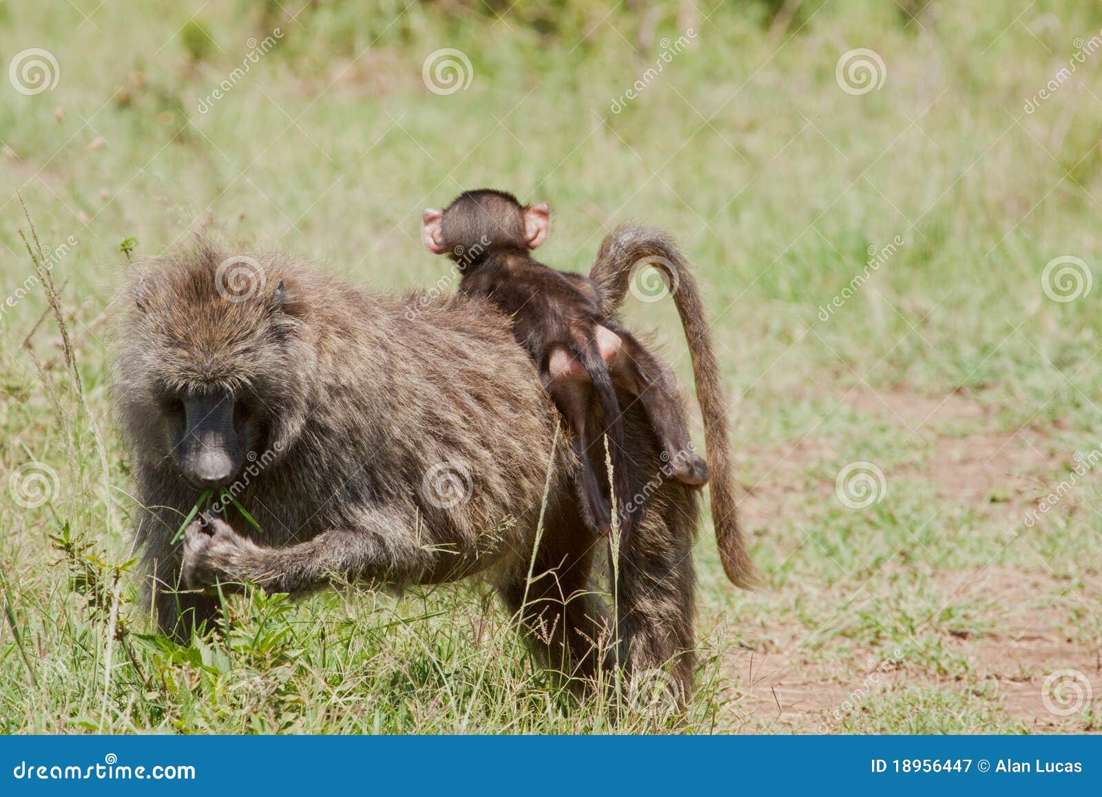 De Bavianen van de olijf stock afbeelding. Image of jong - 18956447