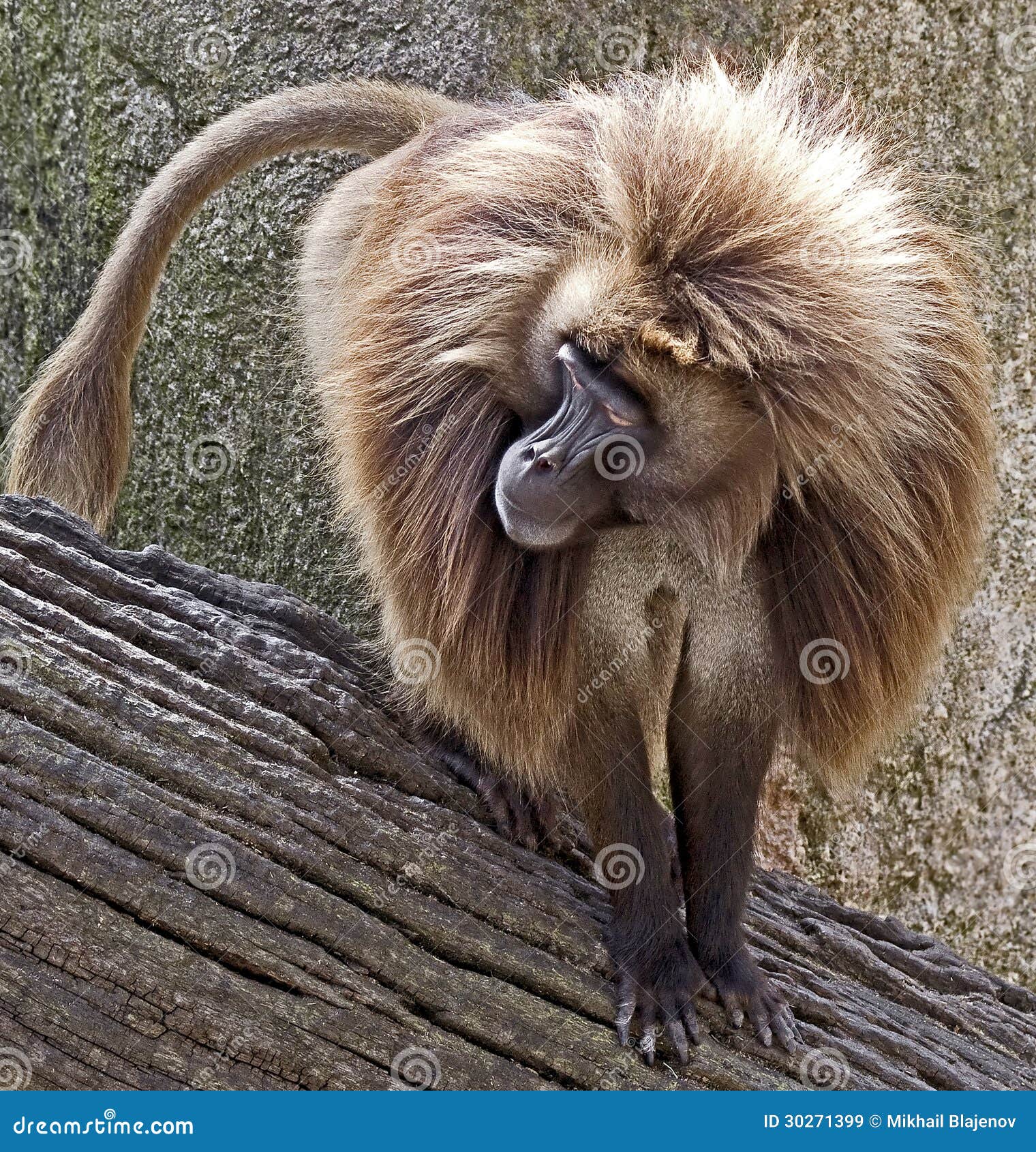 Baviaan 3 van Gelada stock afbeelding. Image of milieu - 30271399