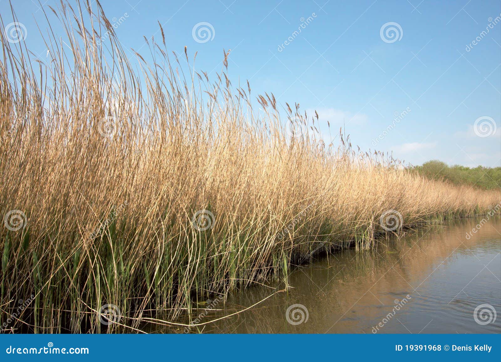 De Bedden van het riet stock foto. Image of blauw, riet - 19391968