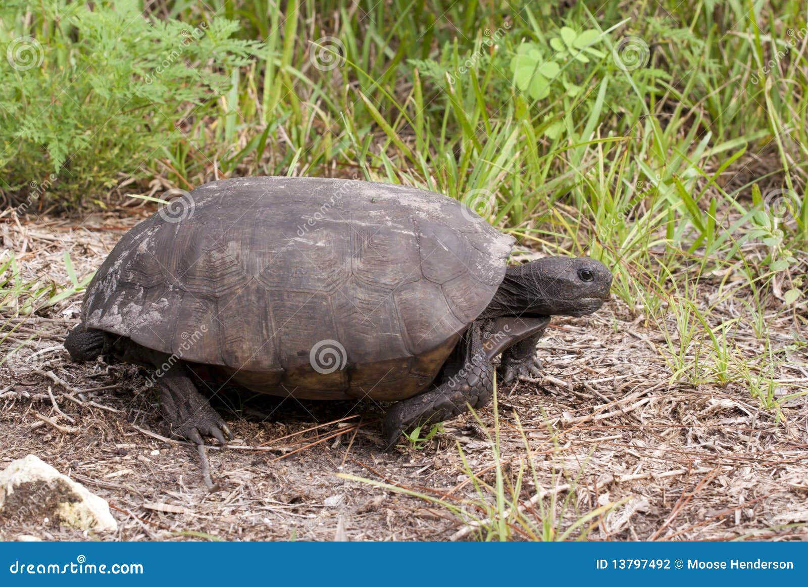 De Bedreigde Schildpad Van Gopher Stock Foto - Image of wild, schepsel ...