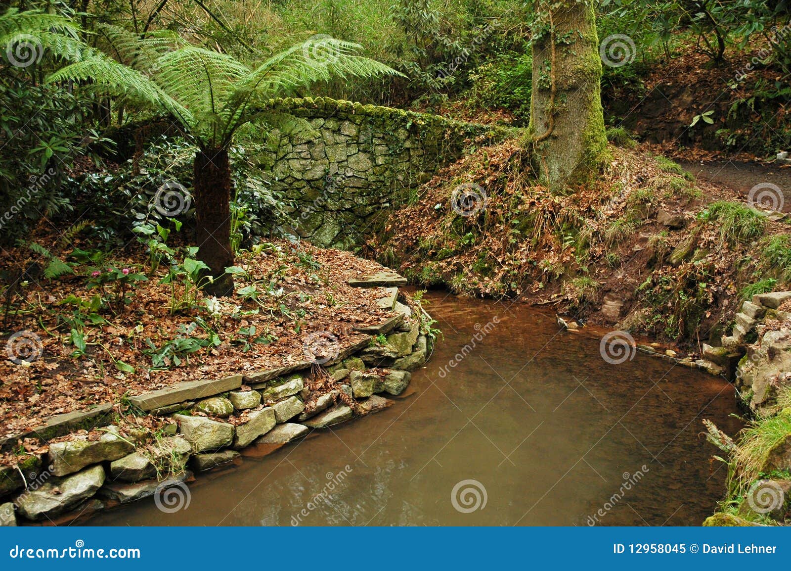De Beek Van Het Park Met Plamtree Stock Afbeelding - Image of palm ...