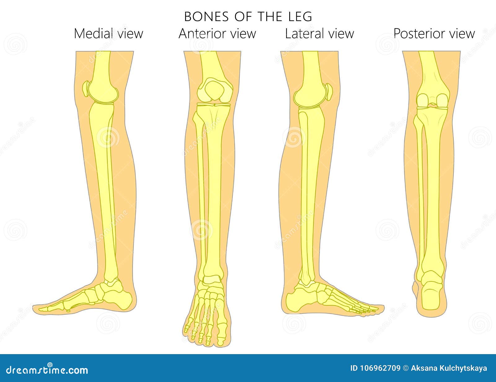 De Beenderen Van De Been Fracture_Leg Anatomie Vector Illustratie ...