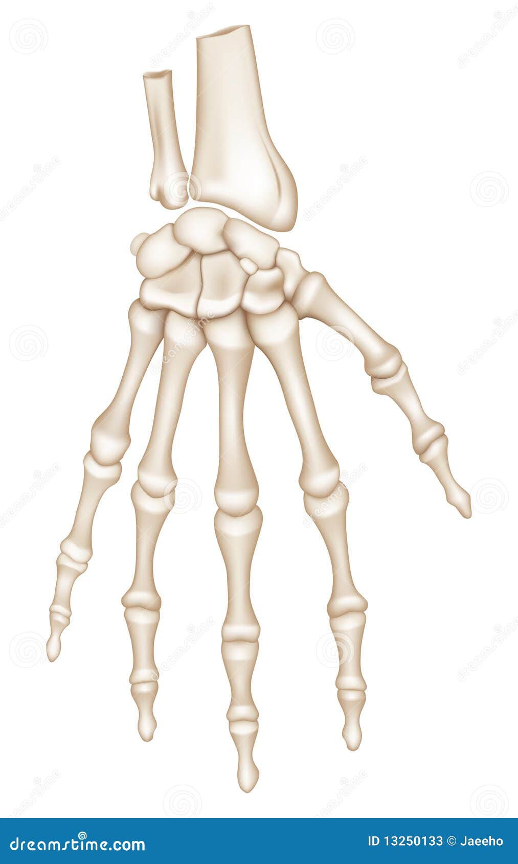 De Beenderen van de hand vector illustratie. Illustration of menselijk ...