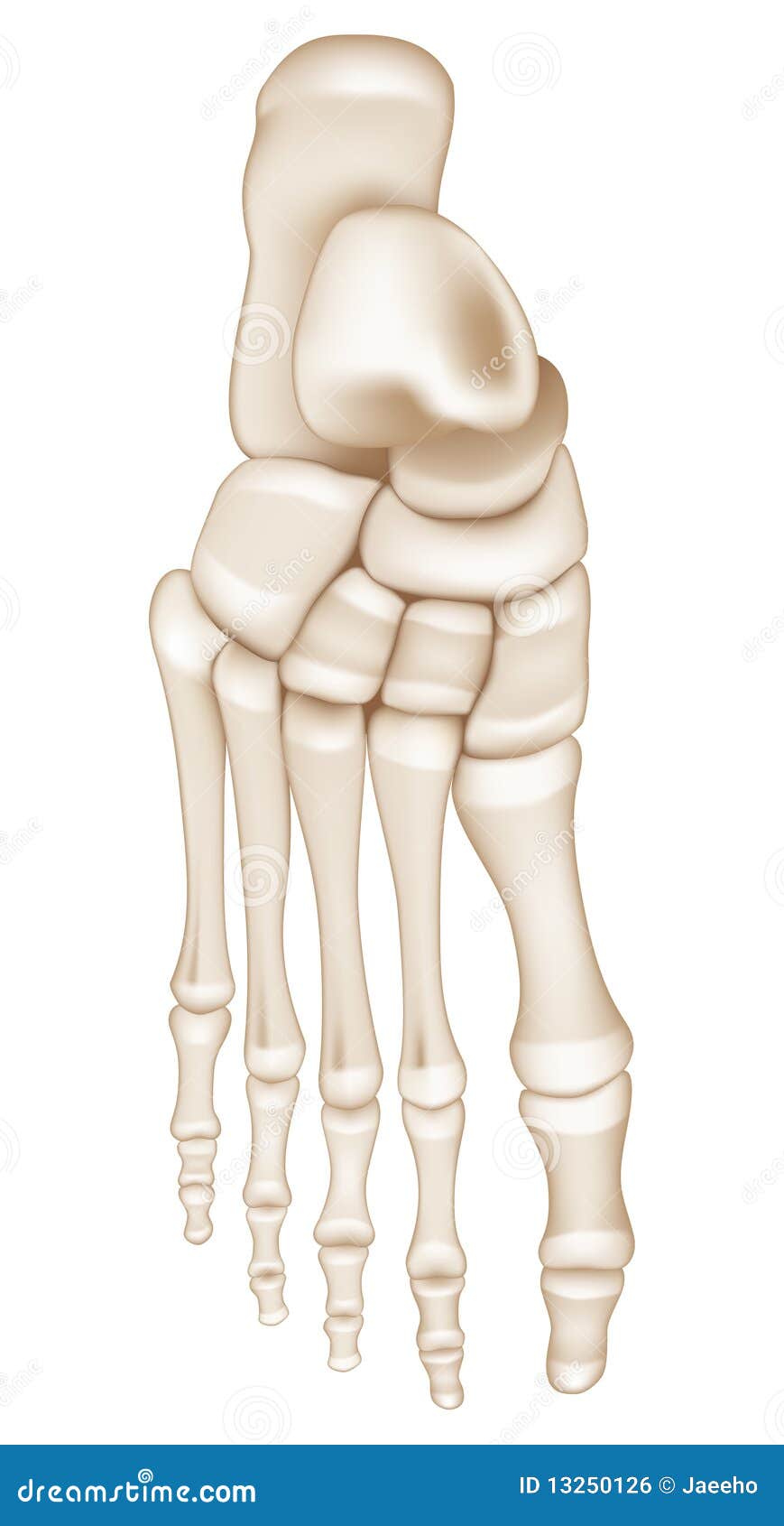 De Beenderen van de voet vector illustratie. Illustration of skelet ...