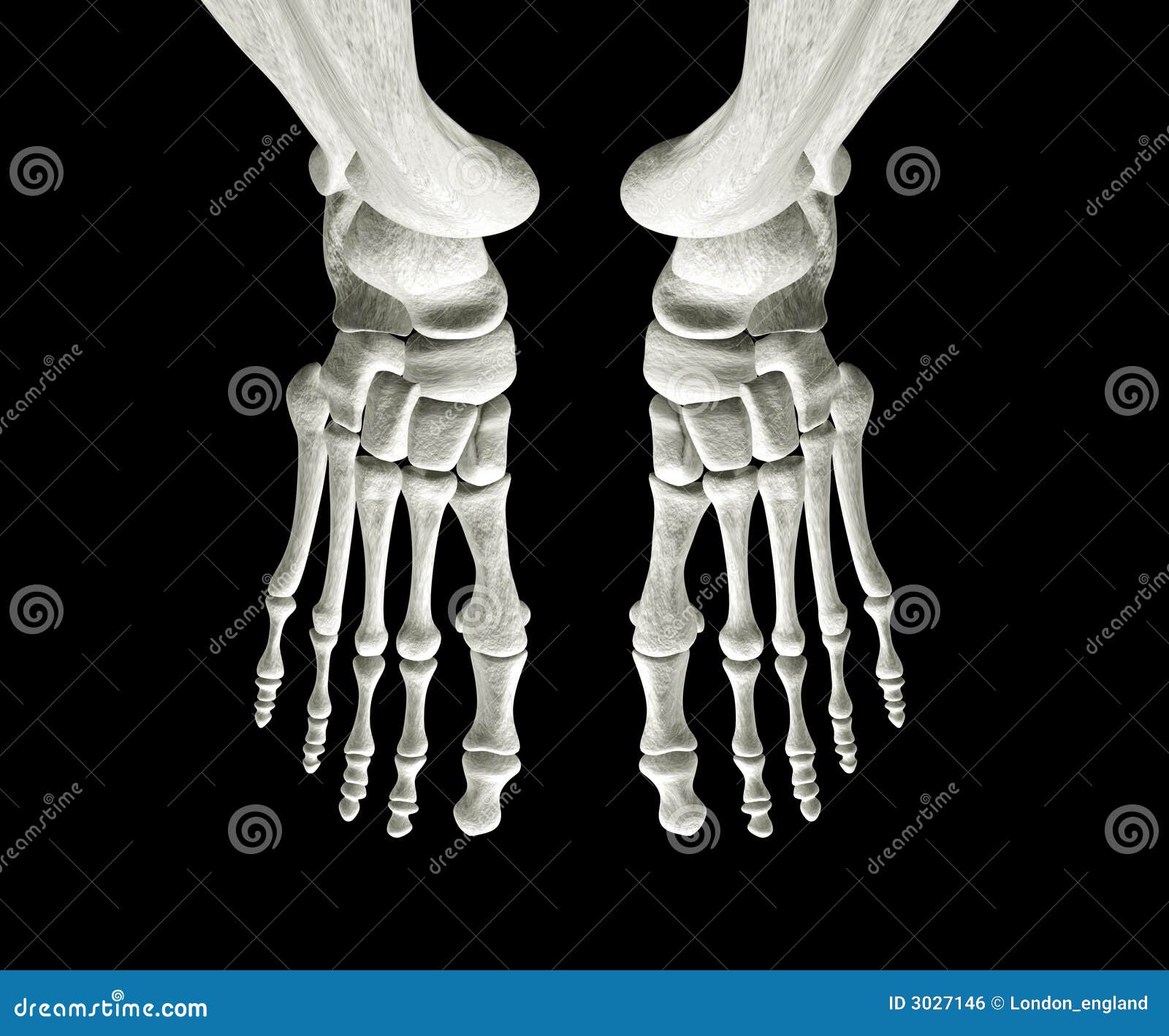 De Beenderen van de voet stock illustratie. Illustration of been - 3027146