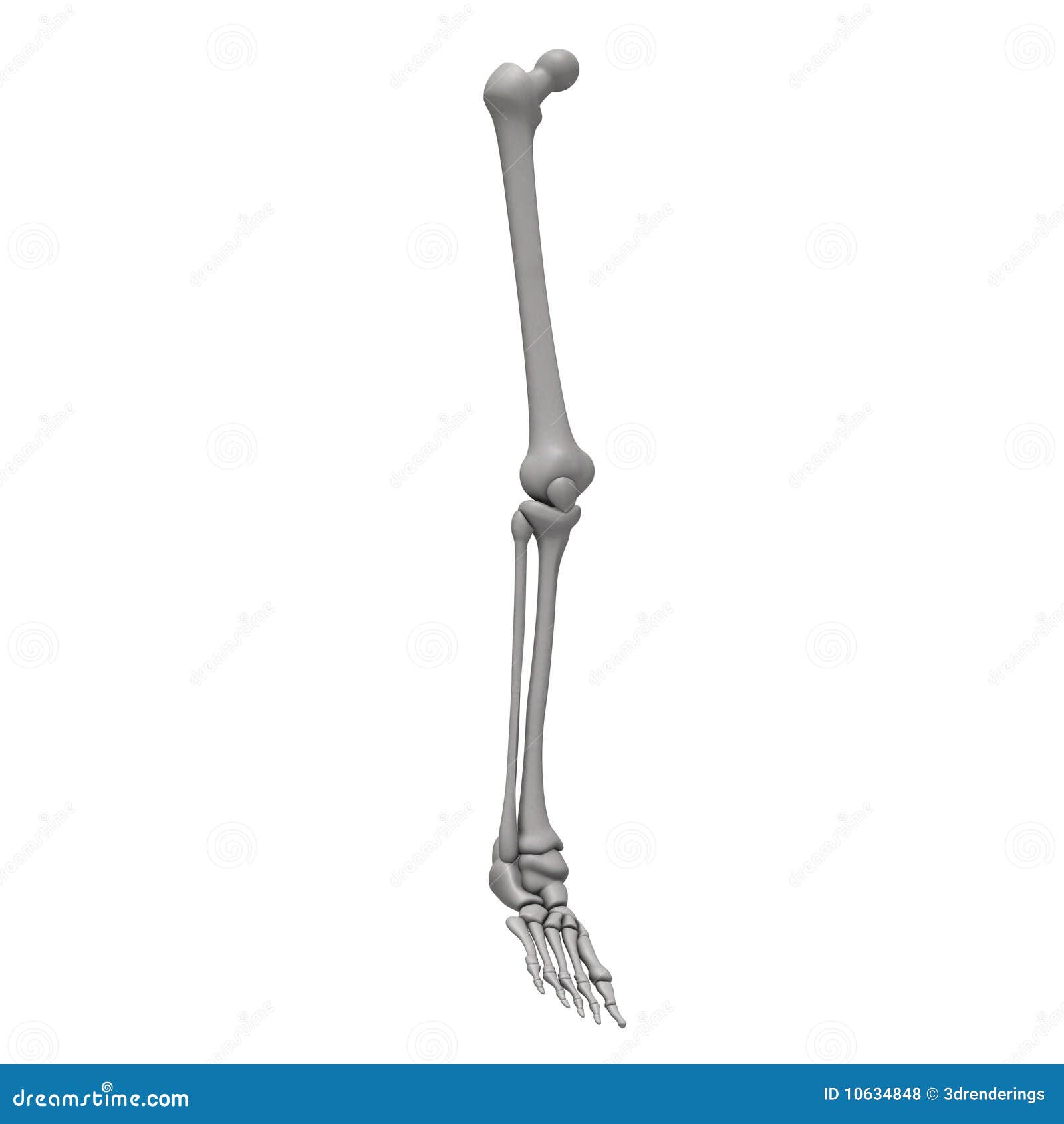 De beenderen van het been stock illustratie. Illustration of heup ...