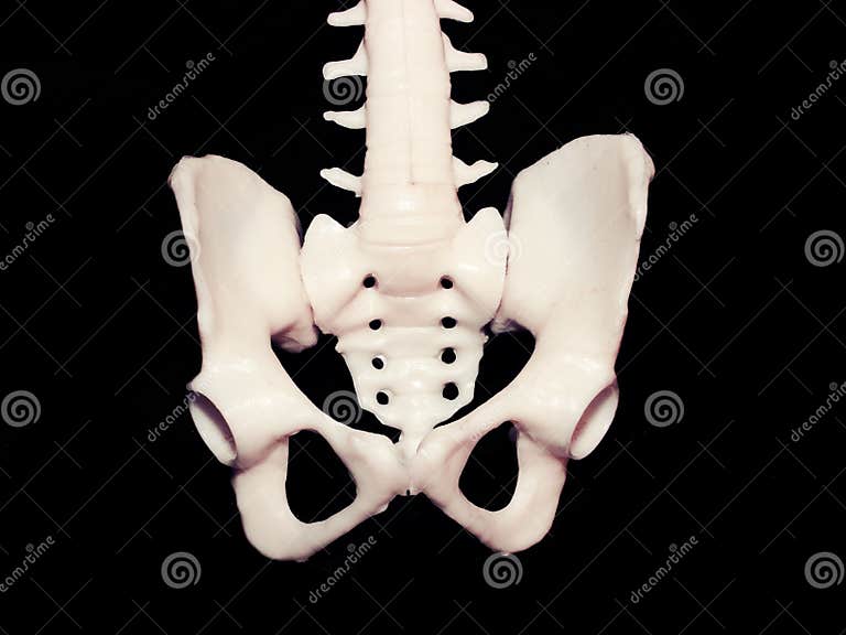 De Beenderen Van Het Bekken Stock Foto - Image of stekel, medisch: 4400006