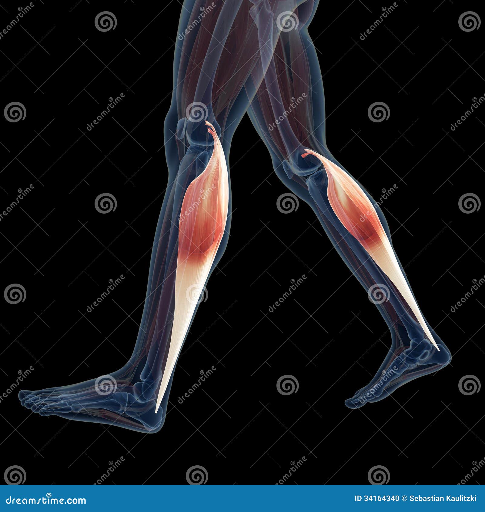 De beenspieren stock illustratie. Illustration of been - 34164340