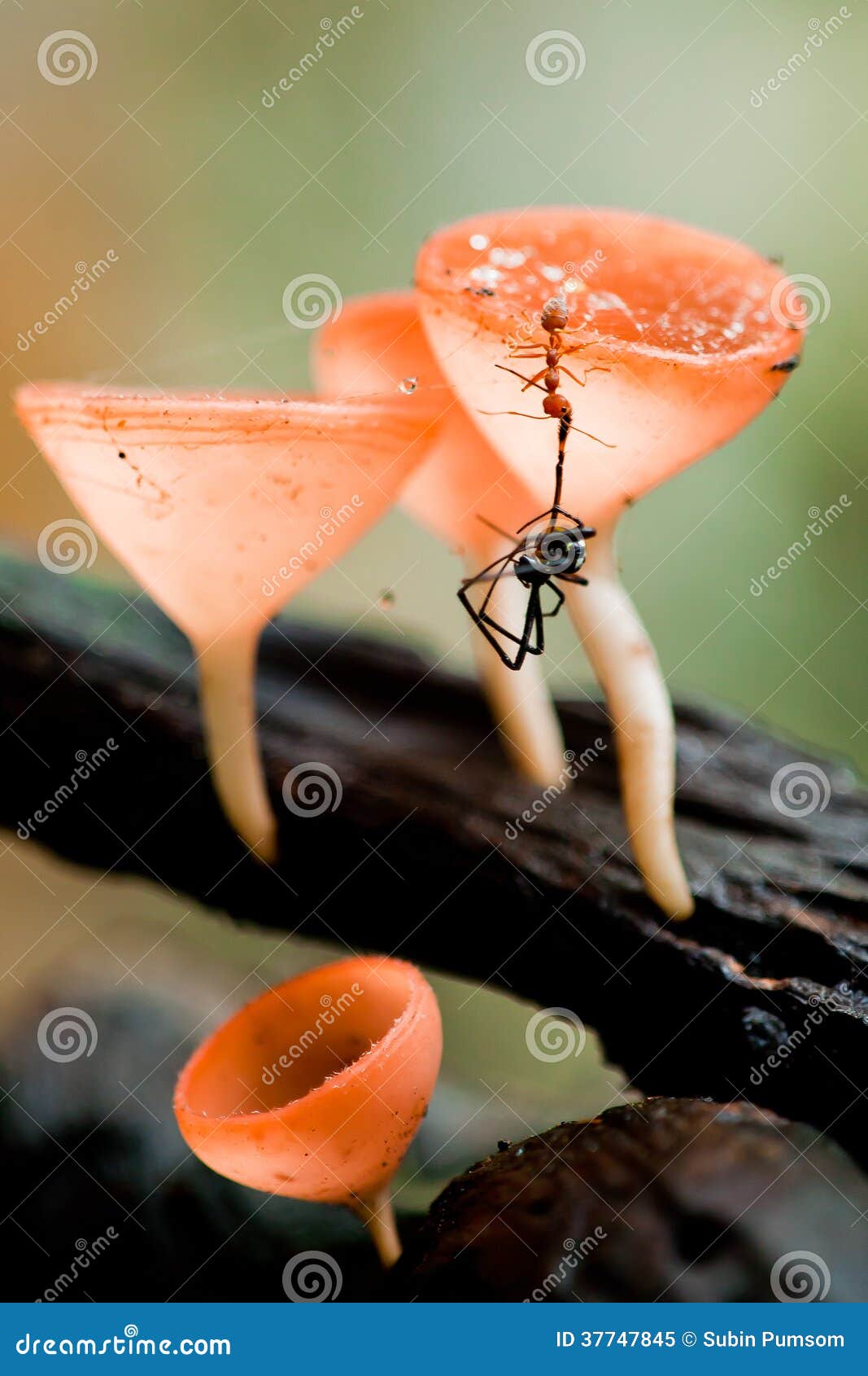 De beet van de mierenspin. stock afbeelding. Image of nave - 37747845