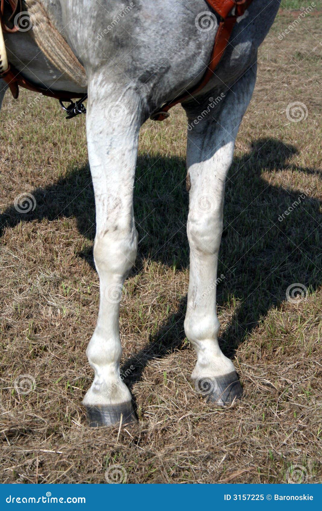 De Benen van het paard stock afbeelding. Image of rust - 3157225