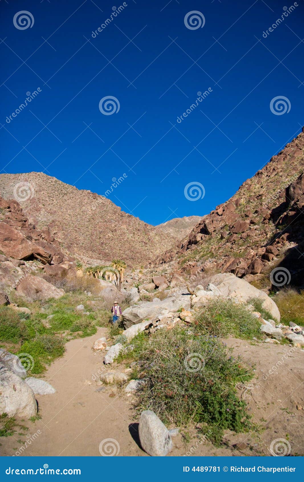 De Berg Van De Woestijn in De Canion Van De Palm Stock Afbeelding ...