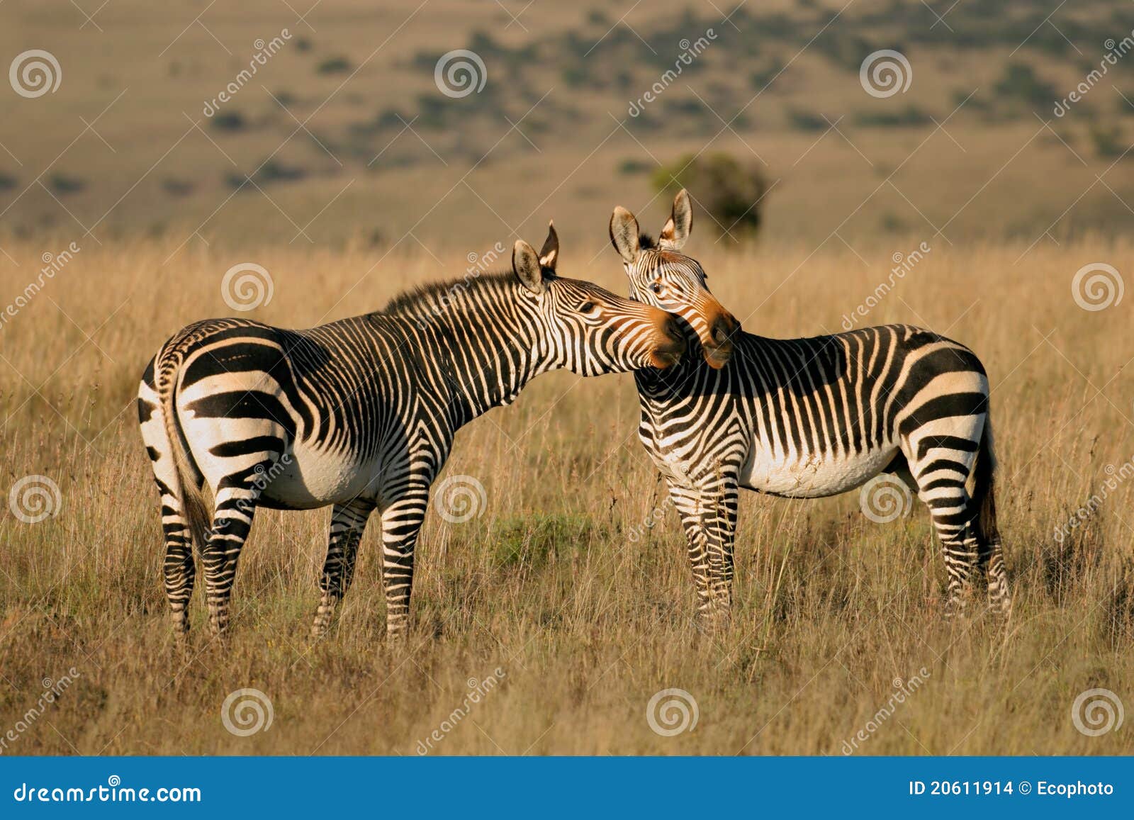 De Berg Zebras van de kaap stock foto. Image of nave - 20611914