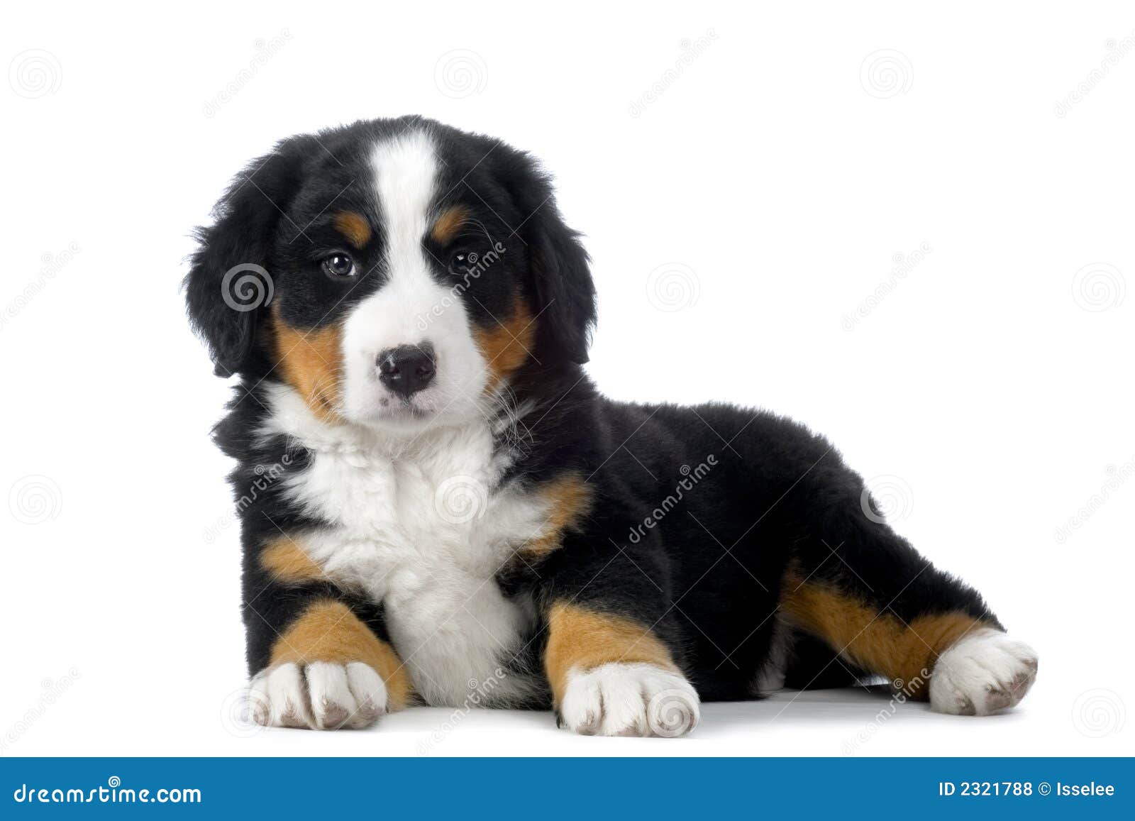 De Berghond Van Bernese Van Het Puppy Stock Foto - Image of dier ...