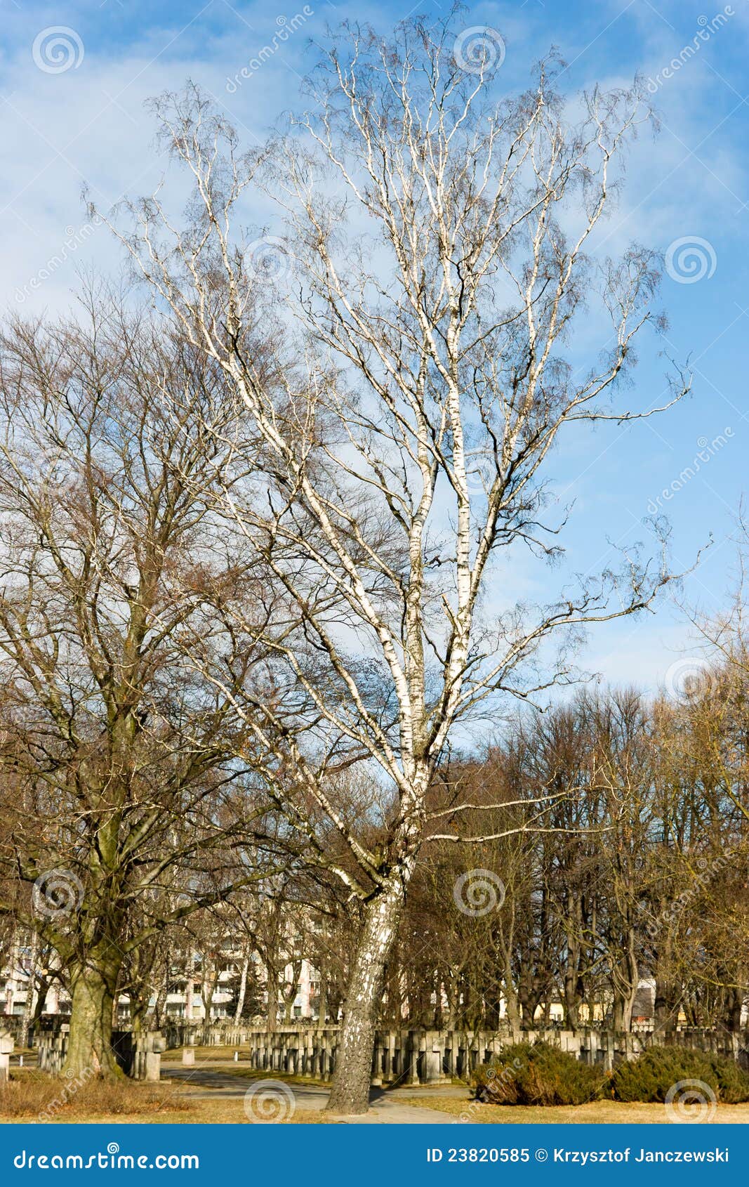 De berk. stock afbeelding. Image of berk, blad, groen - 23820585