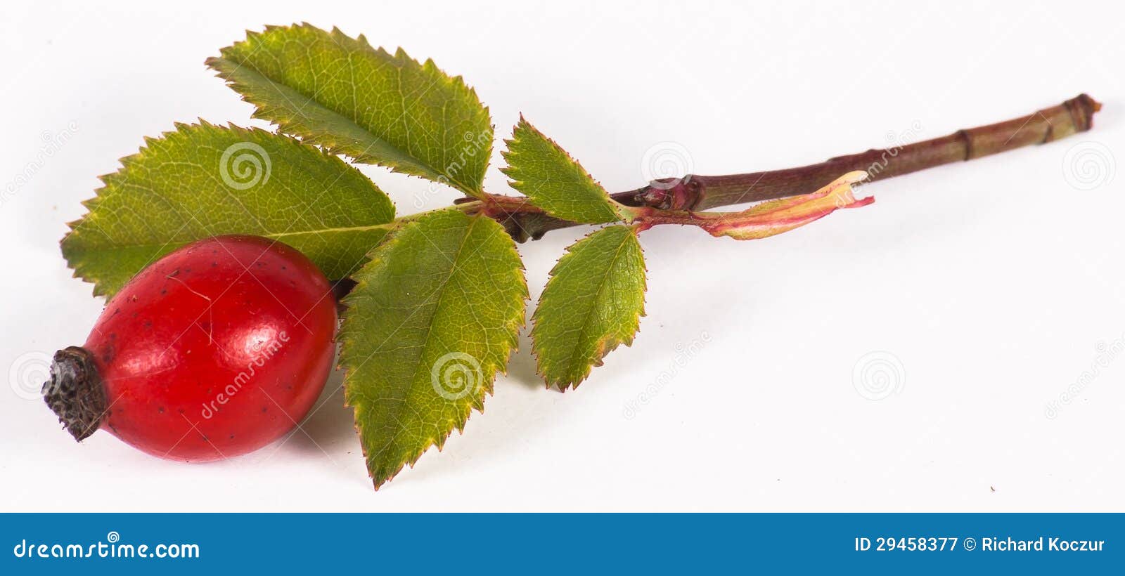 De Bes En De Bladeren Van De Rozebottel Stock Afbeelding - Image of ...