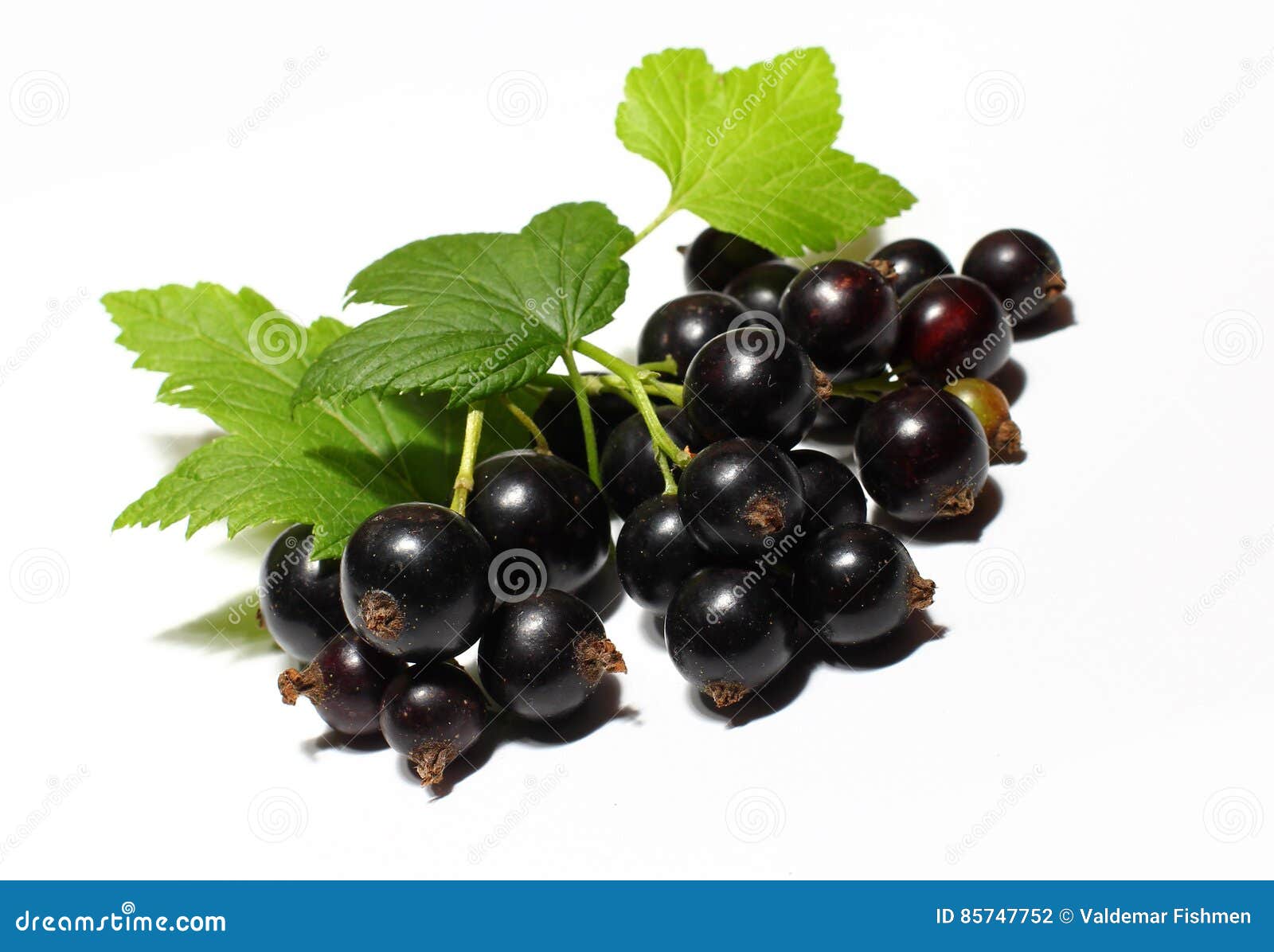 De Bes van de Zwarte bes stock foto. Image of vrucht - 85747752