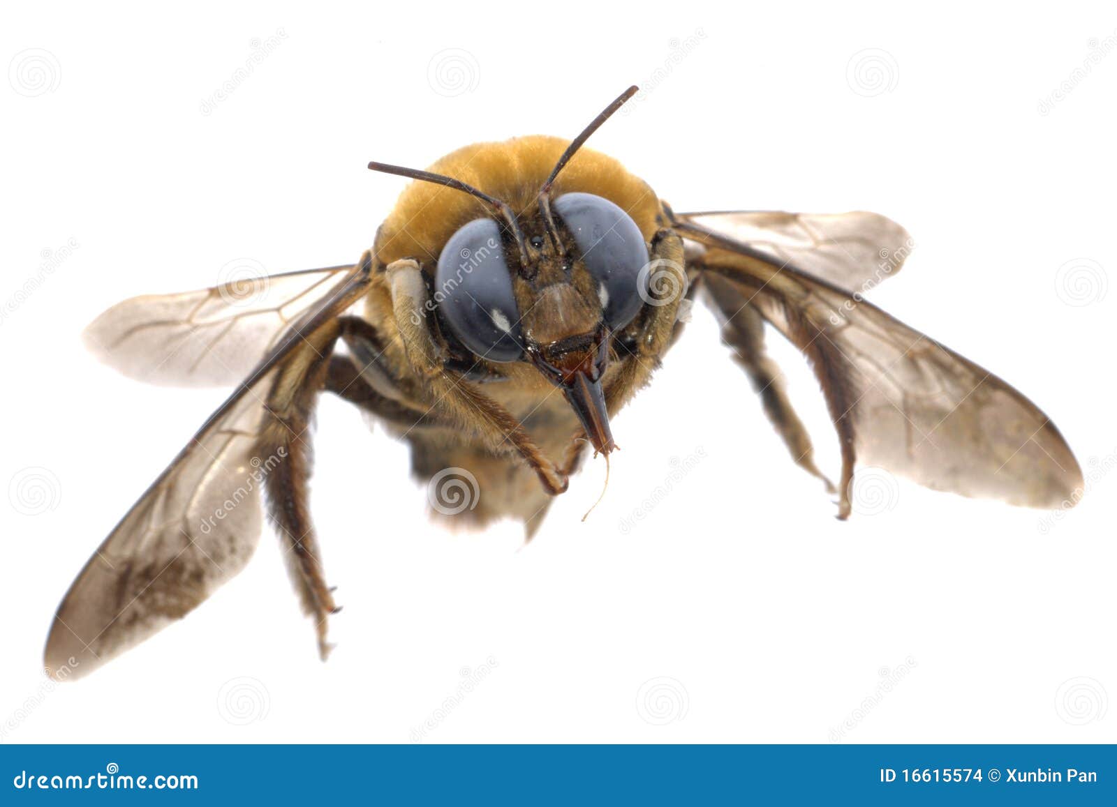 De Bescheiden Bij Van Het Insect Stock Foto - Image of macro, vlieg ...