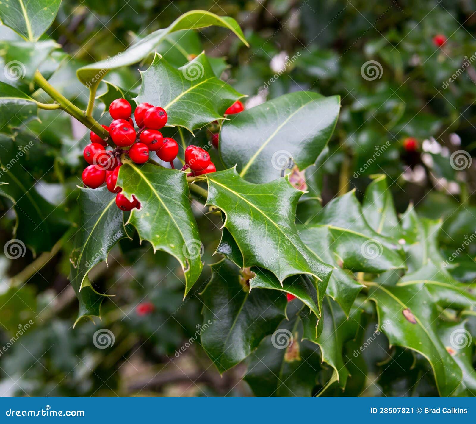 De bessen van de hulst stock afbeelding. Image of bloeien - 28507821