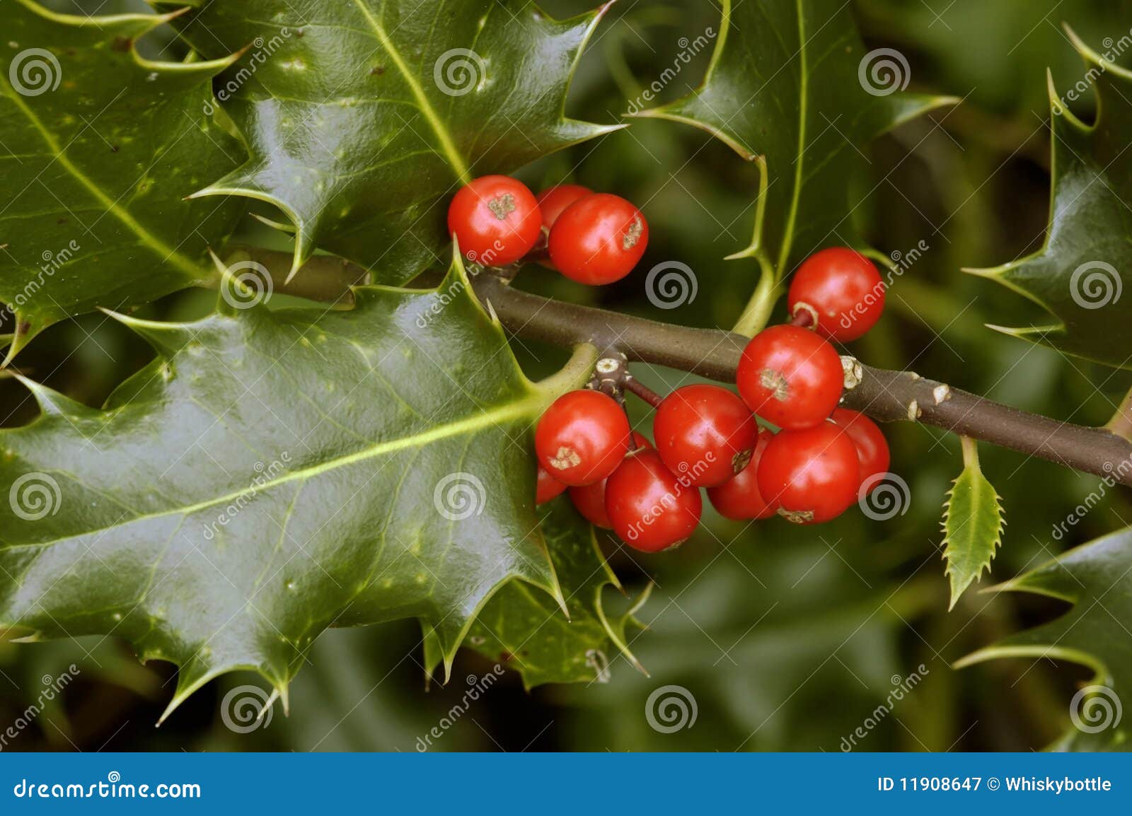 De Bessen Van De Hulst - Aquifolium Ilex Stock Afbeelding - Image of ...