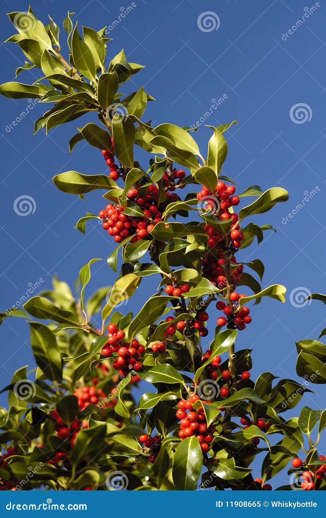 De Bessen Van De Hulst - Aquifolium Ilex Stock Afbeelding - Image of ...