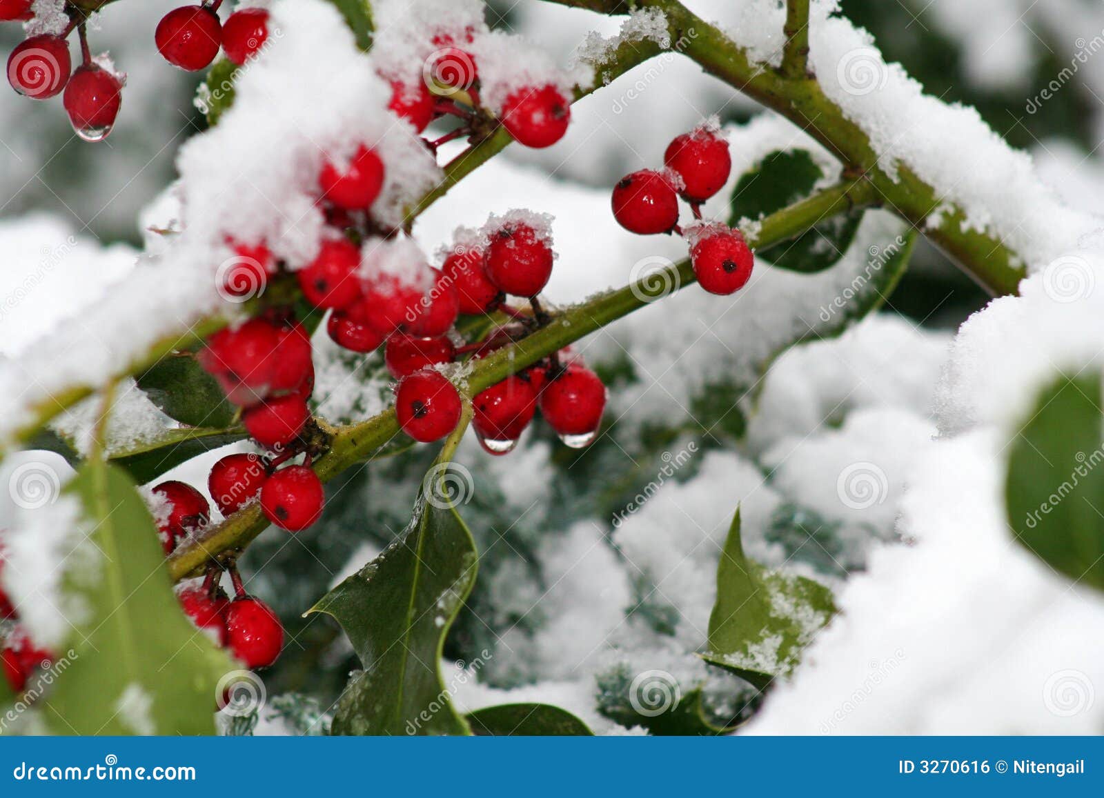 De Bessen Van De Hulst Van De Winter Stock Foto - Image of water ...