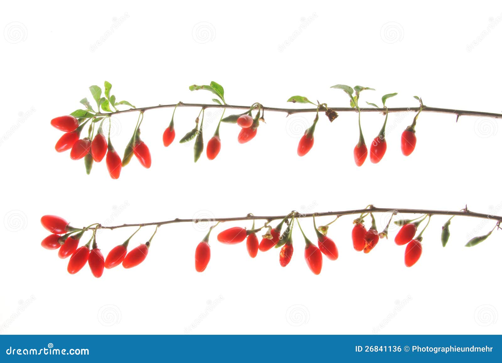 De Bessen Van Goji (barbarum Lycium) Stock Foto - Image of traditioneel ...